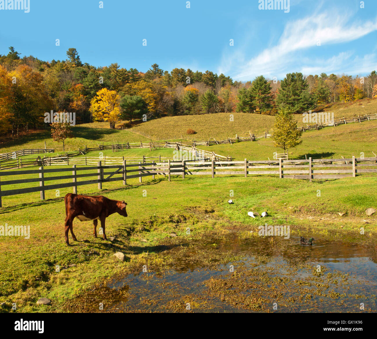 Cow watching hi-res stock photography and images - Alamy