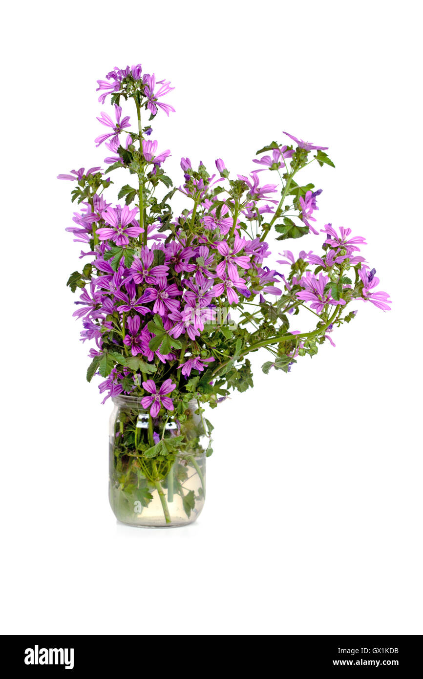 wild violet flowers in glass jar Stock Photo - Alamy