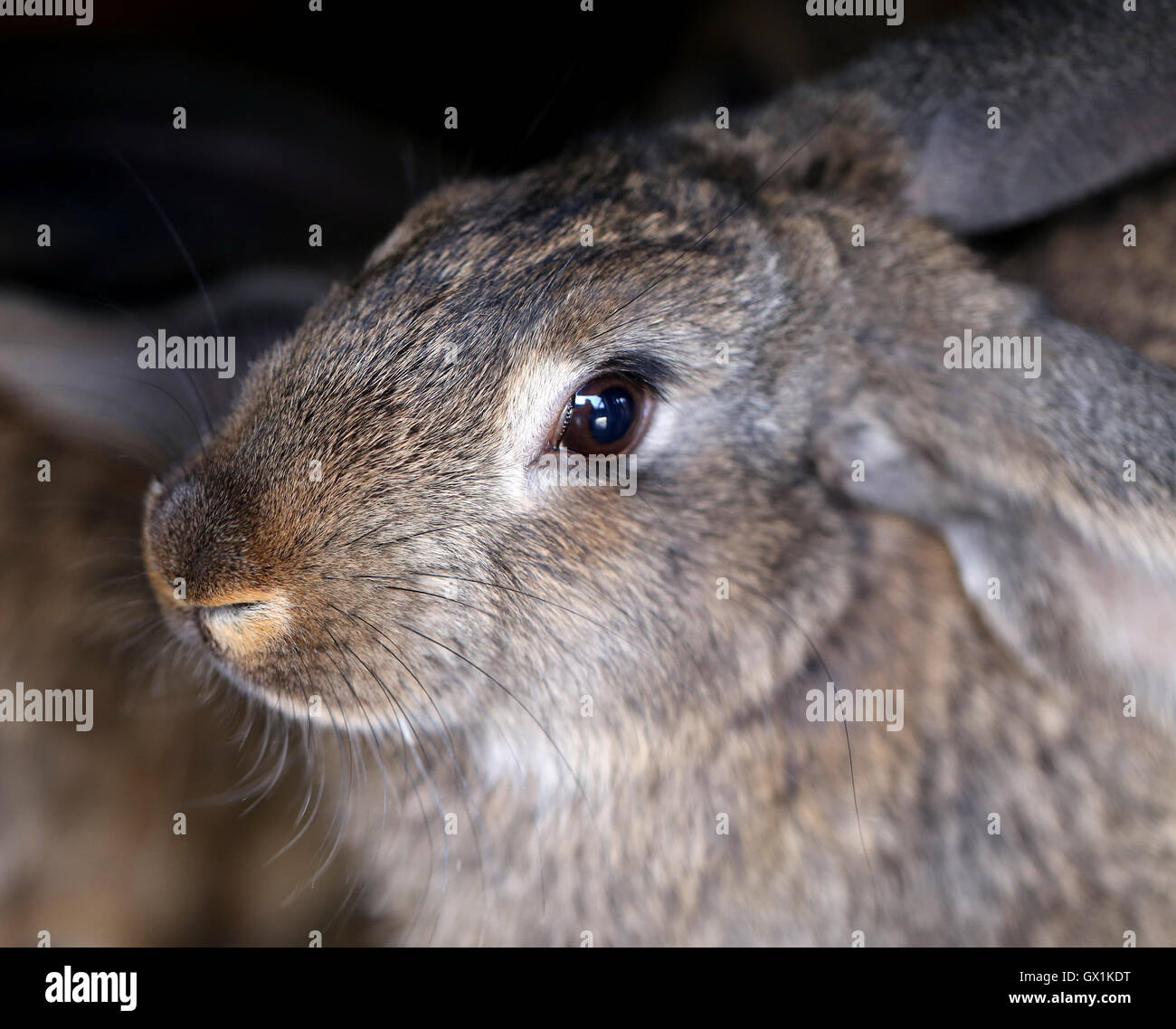 Large Rabbit Stock Photos & Large Rabbit Stock Images - Alamy