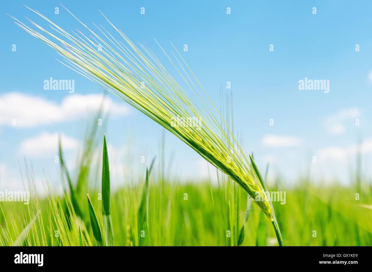 Spica hi-res stock photography and images - Alamy