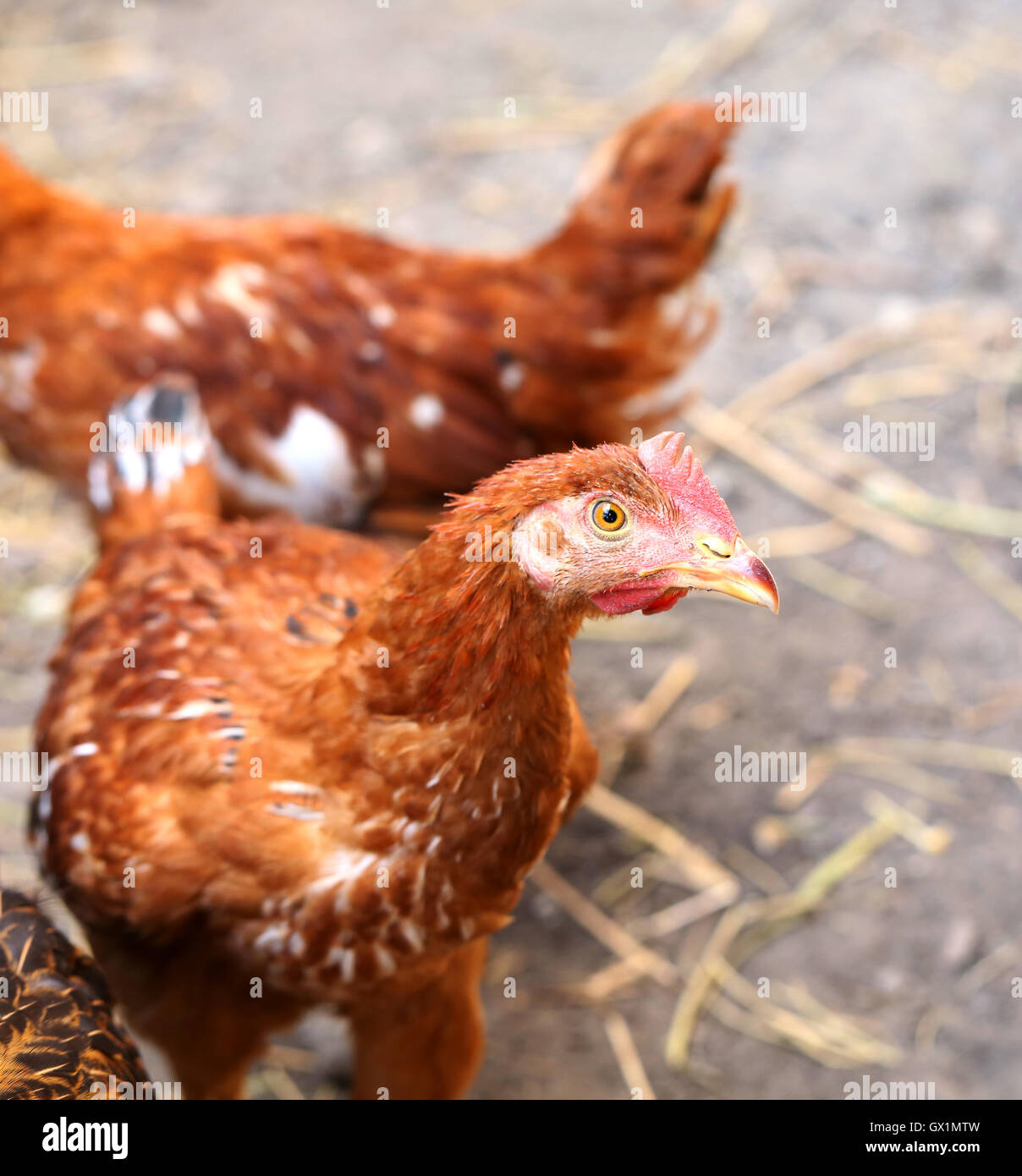 Brown feathered hens hi-res stock photography and images - Alamy