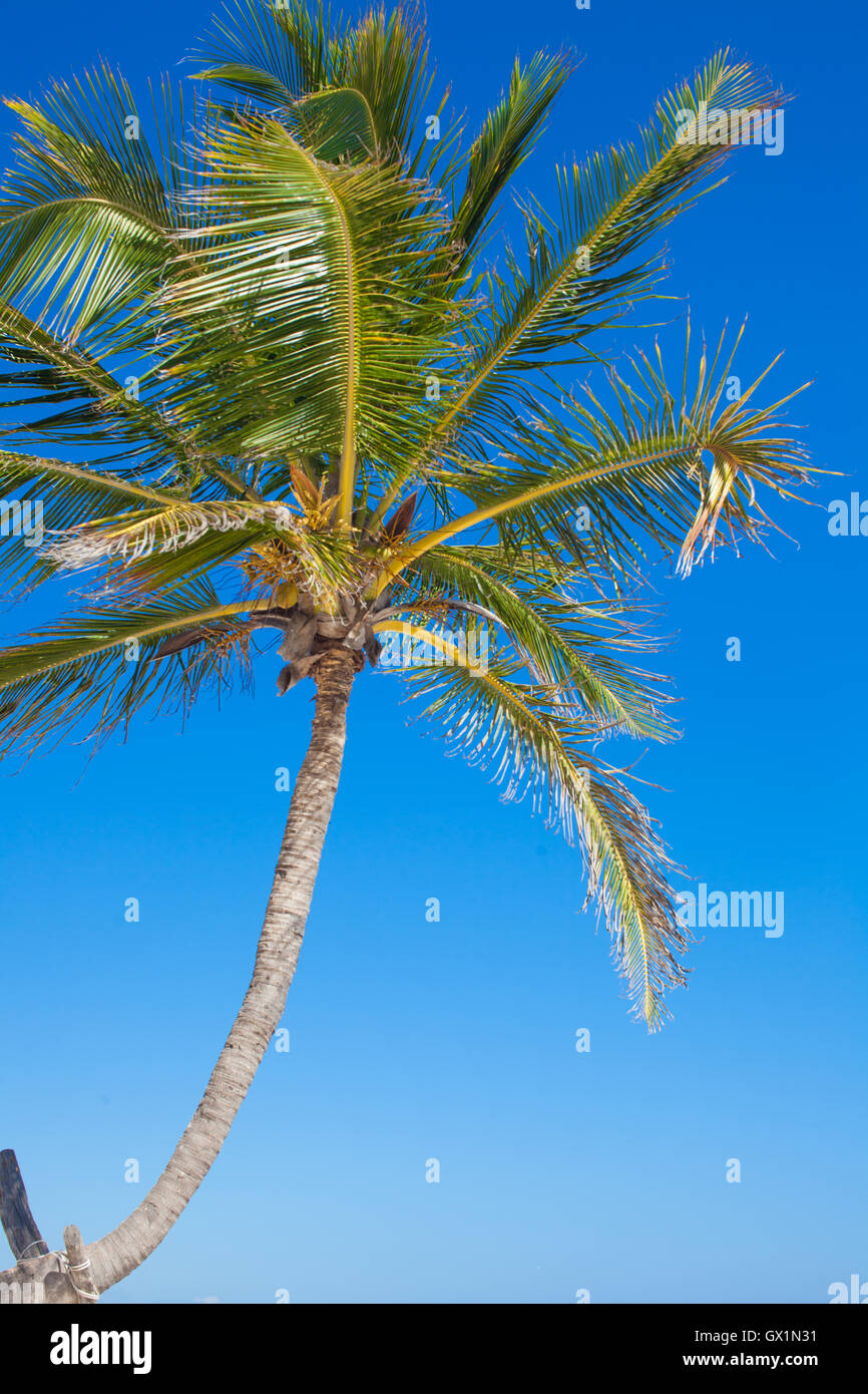 Close-up of a big palm tree on background blue sky Stock Photo - Alamy