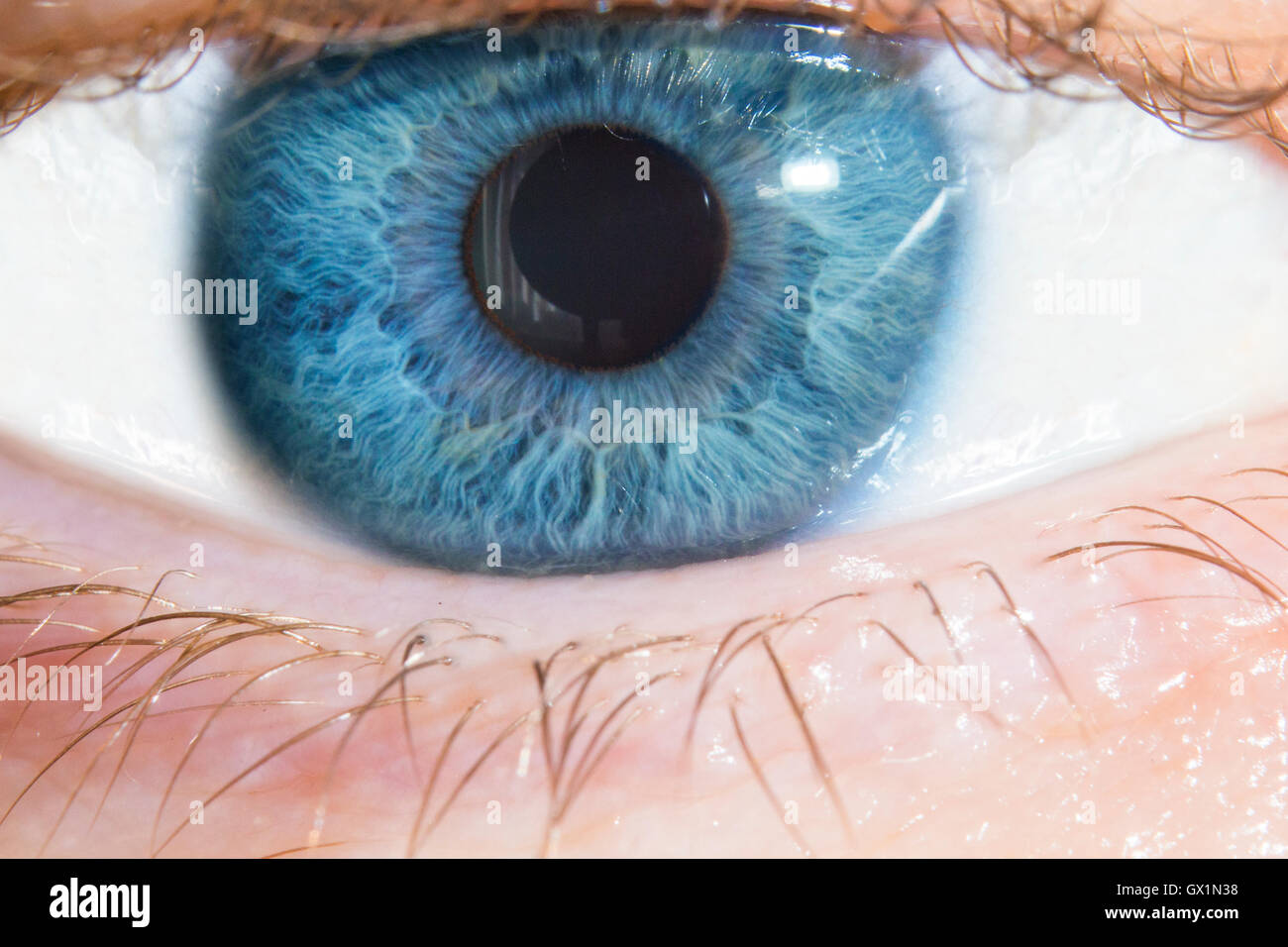 Macro photography of Human blue eye Stock Photo - Alamy