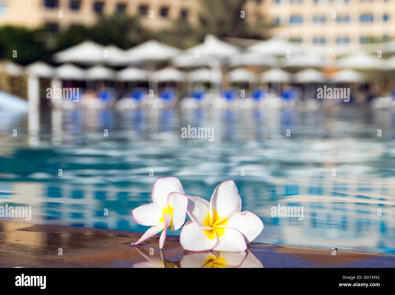 flower on swimming pool Stock Photo - Alamy