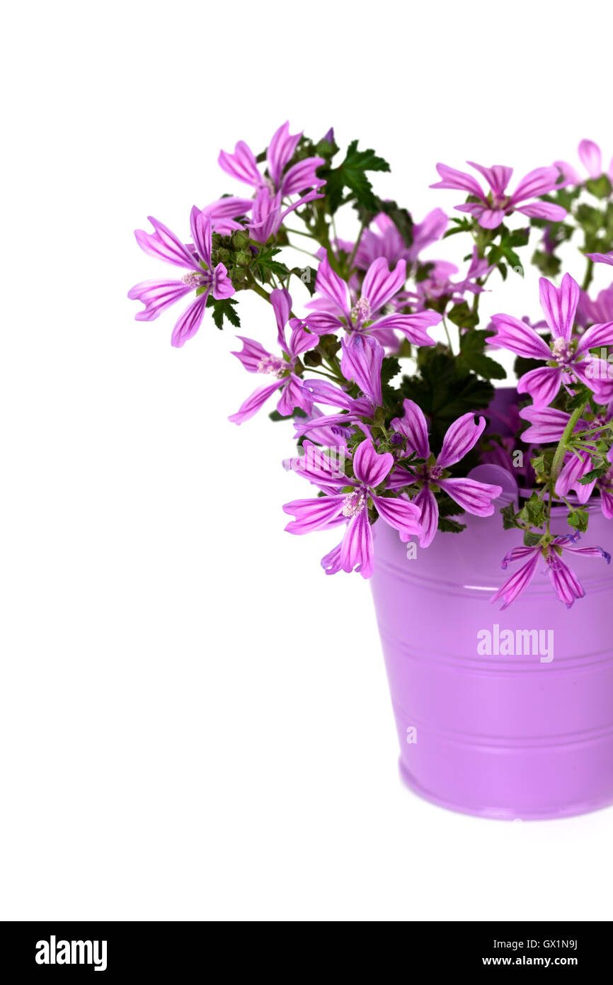 wild violet flowers in bucket Stock Photo - Alamy