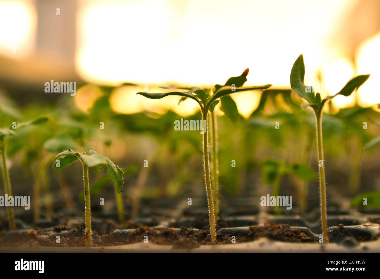 Propagate plant hi-res stock photography and images - Alamy