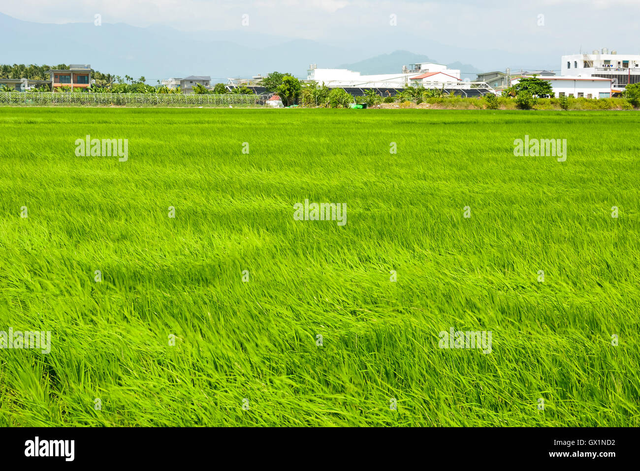 Rice farm in country Stock Photo - Alamy
