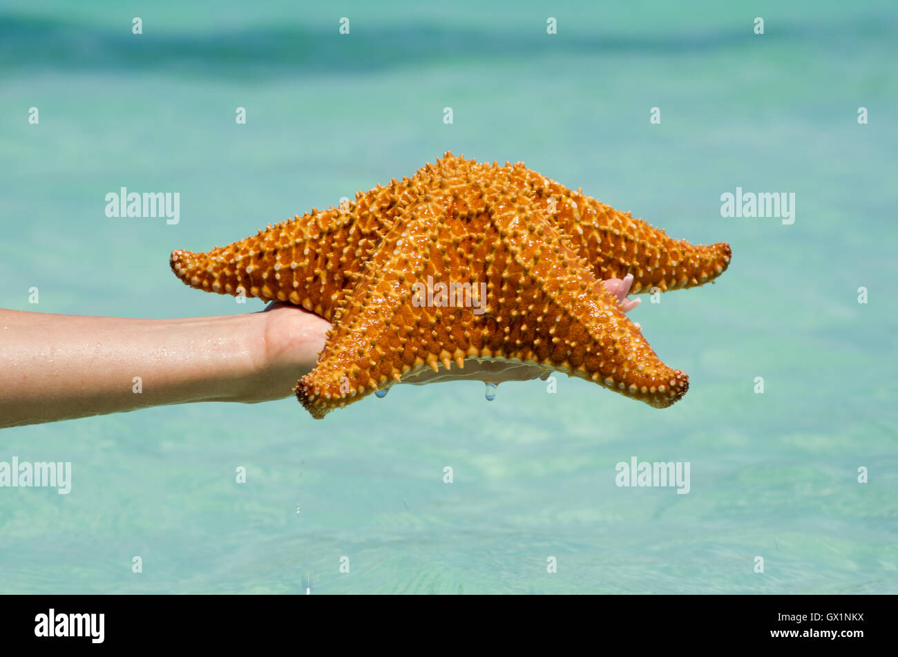 Starfish in hand Stock Photo - Alamy