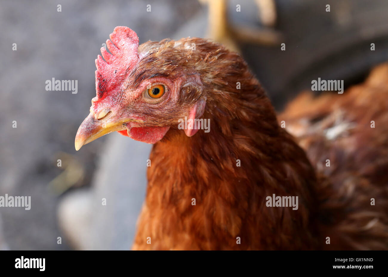 Hen in profile chicken head hi-res stock photography and images - Alamy