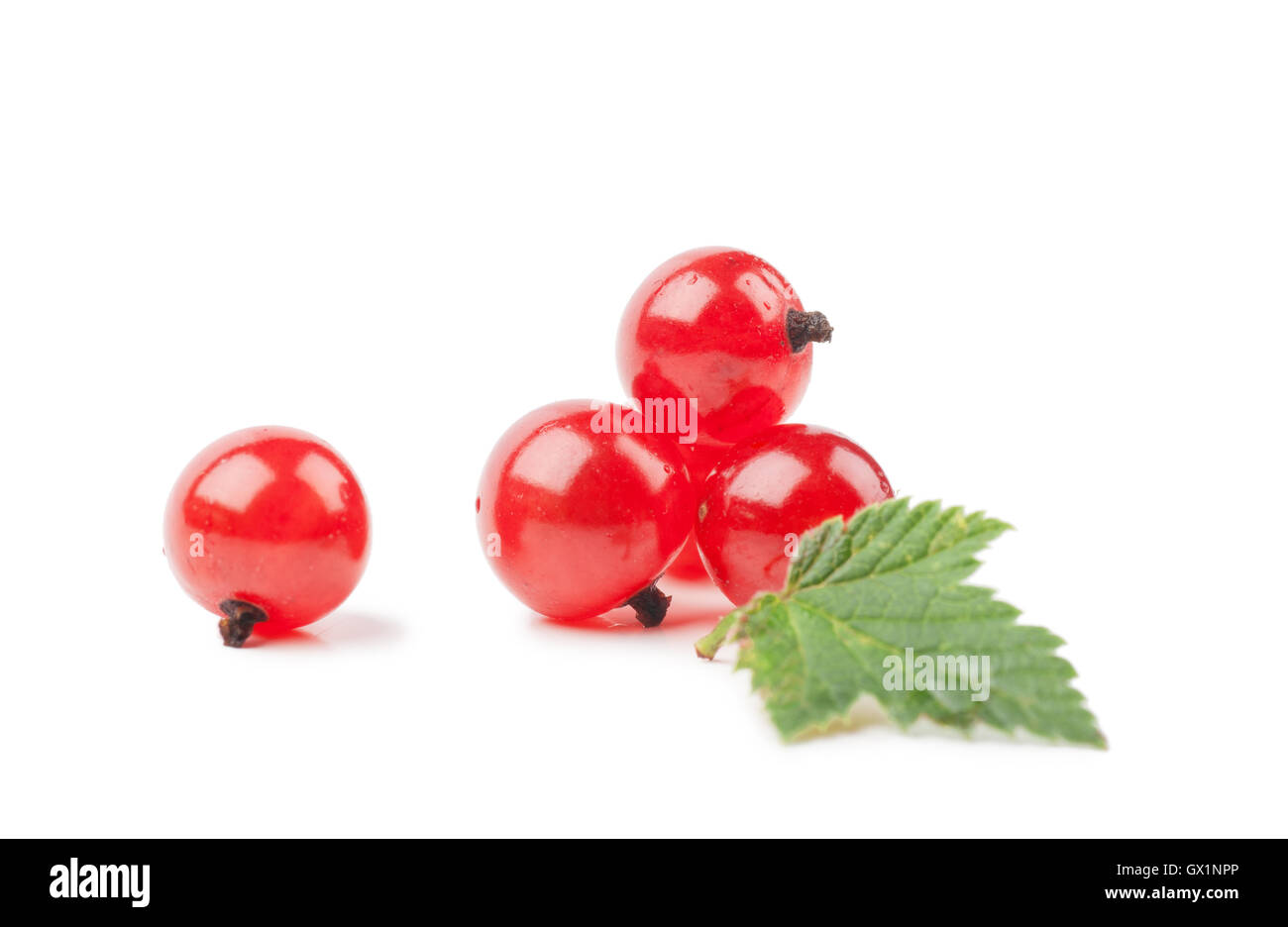 Macro shot black berry Cut Out Stock Images & Pictures - Alamy