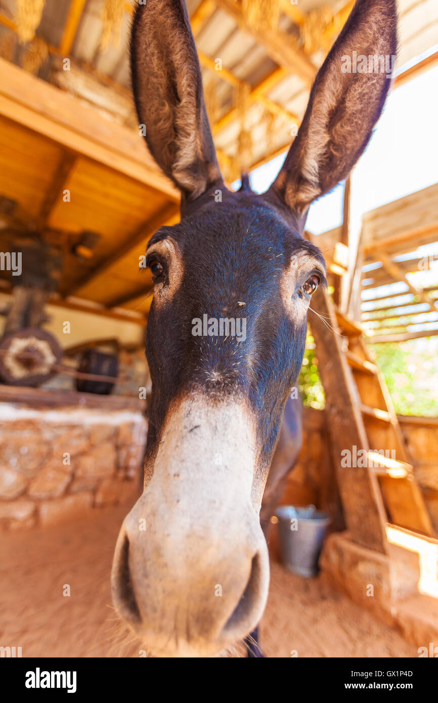 Funny Farm Donkey with Long Ears and big nose, Crete Stock Photo - Alamy