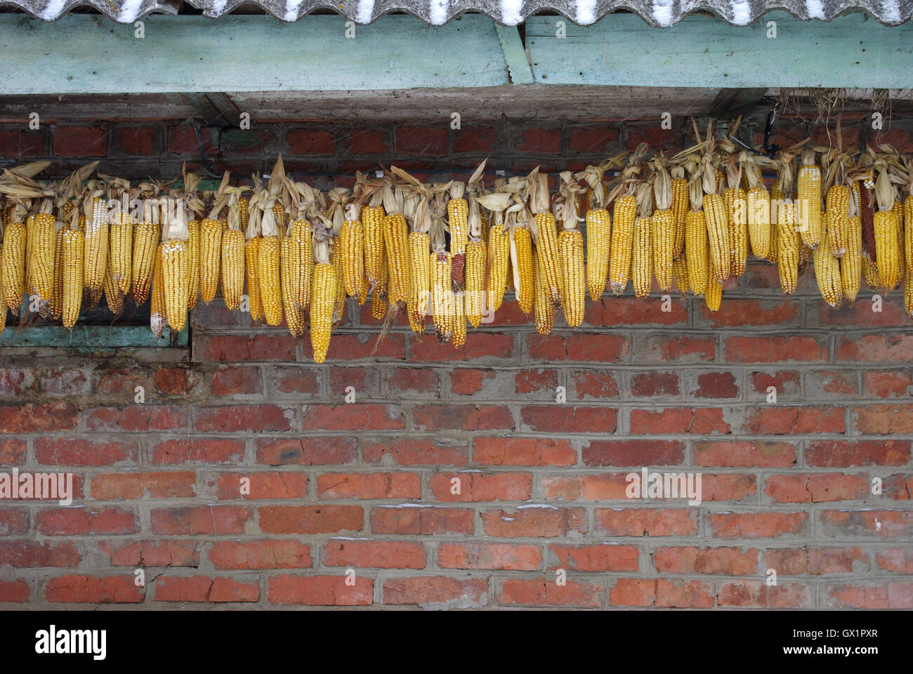 piles of corn Stock Photo - Alamy