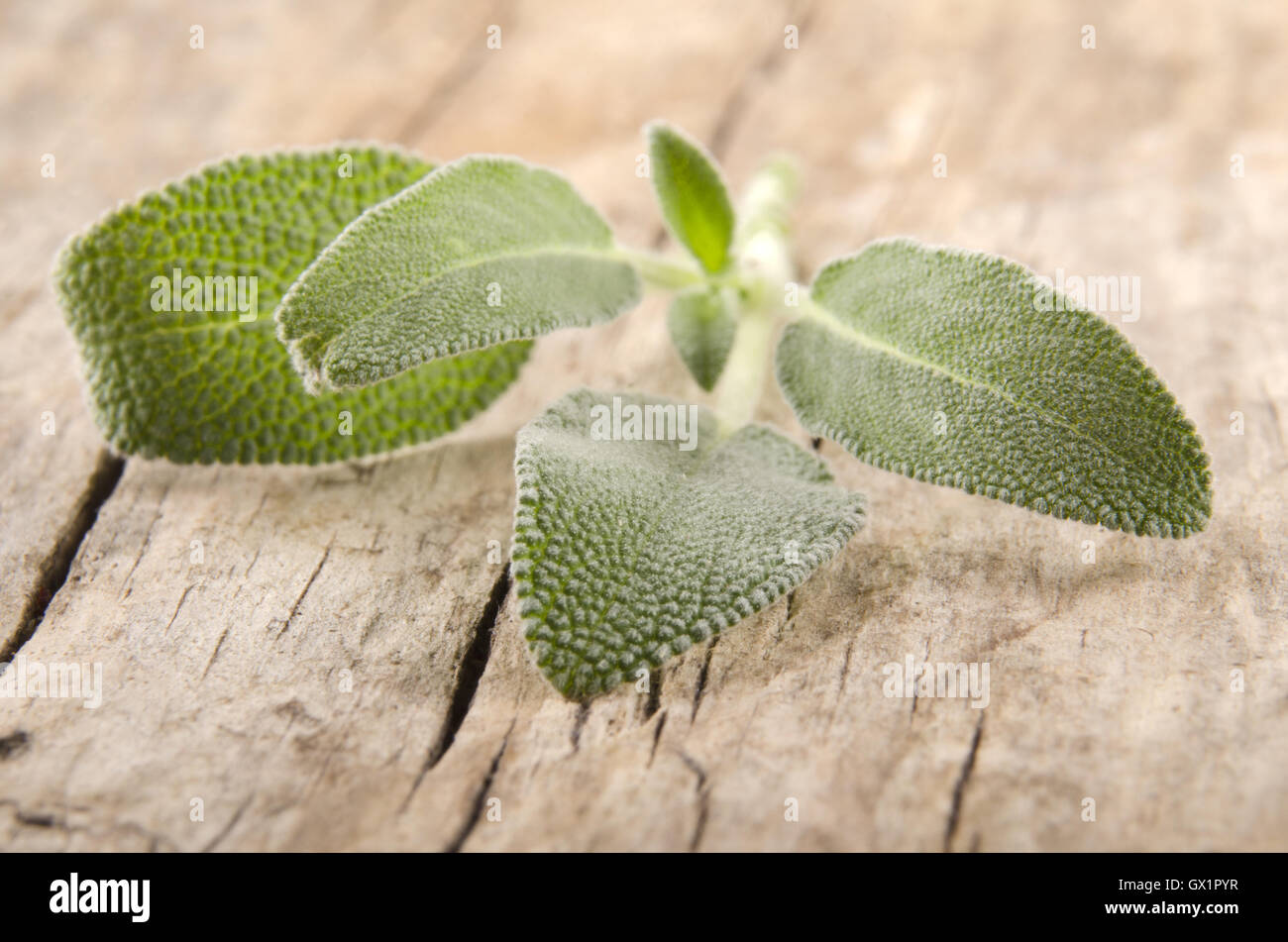 fresh sage from the garden Stock Photo - Alamy