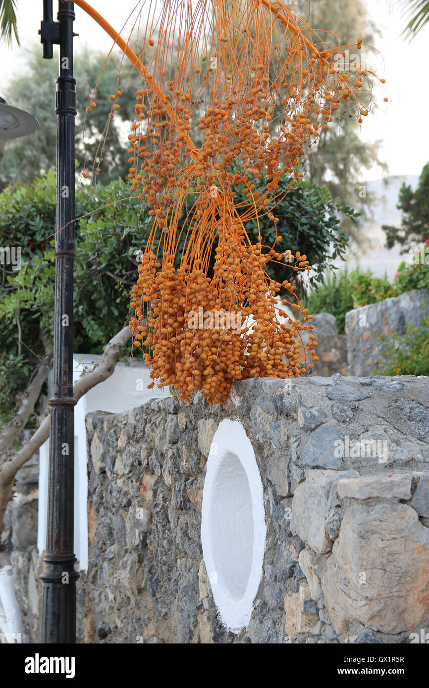 Palm tree berries hi-res stock photography and images - Alamy
