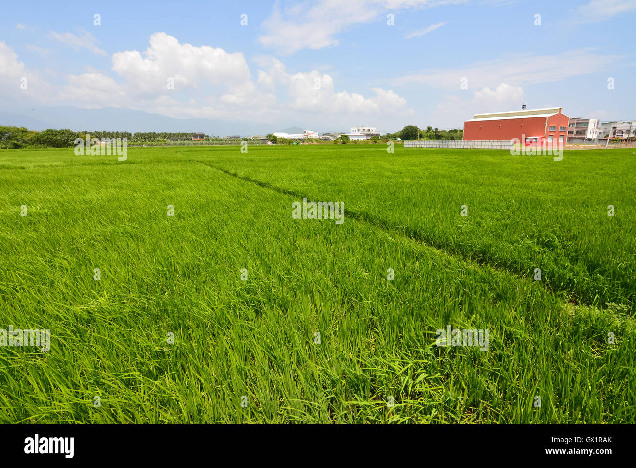 Rice farm in country Stock Photo - Alamy