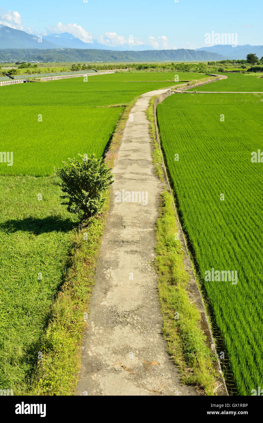 Rice farm in country Stock Photo - Alamy