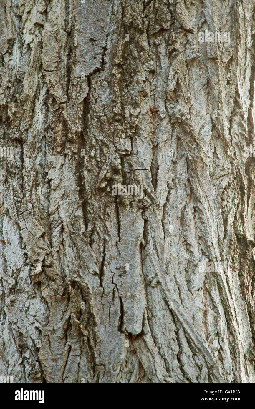 old tree texture Stock Photo - Alamy