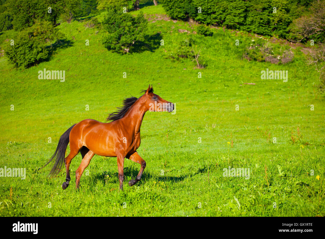 Arab racer hi-res stock photography and images - Alamy