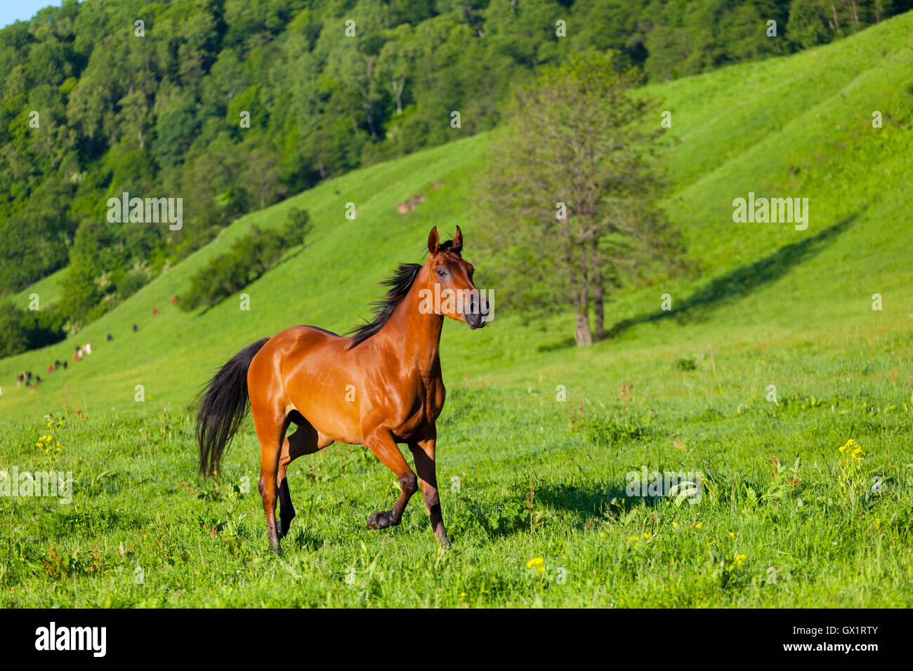 Arab racer hi-res stock photography and images - Alamy