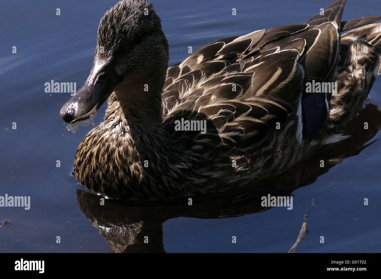 Duck in beaver Lake Stanley park, Vancouver Stock Photo - Alamy