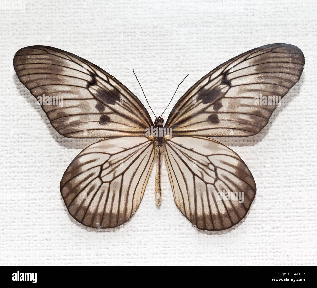 Butterfly grace hi-res stock photography and images - Alamy