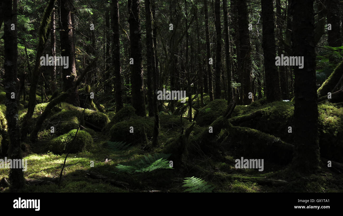 forest in Gustavus Alaska Stock Photo - Alamy