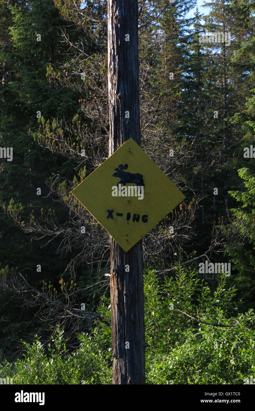 Moose crossing, Gustavus Alaska Stock Photo - Alamy