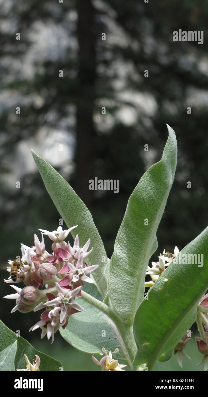 flower in Yosemite national park, California Stock Photo - Alamy