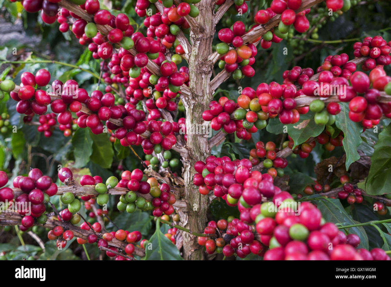Coffee Cherries High Resolution Stock Photography and Images - Alamy