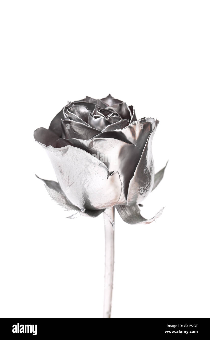 The photo of beautiful silver rose Stock Photo - Alamy