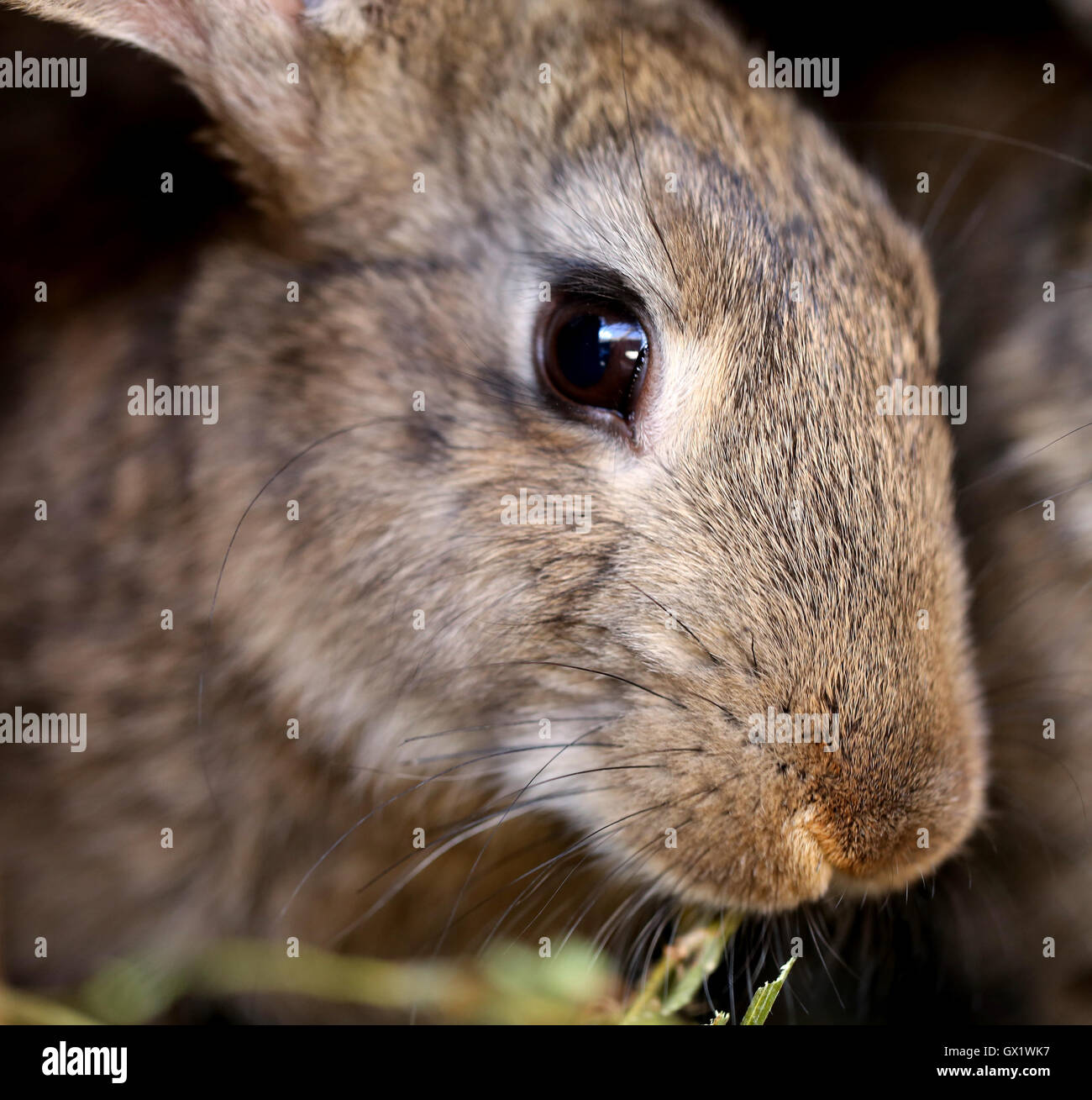 Rabbit feet hi-res stock photography and images - Alamy