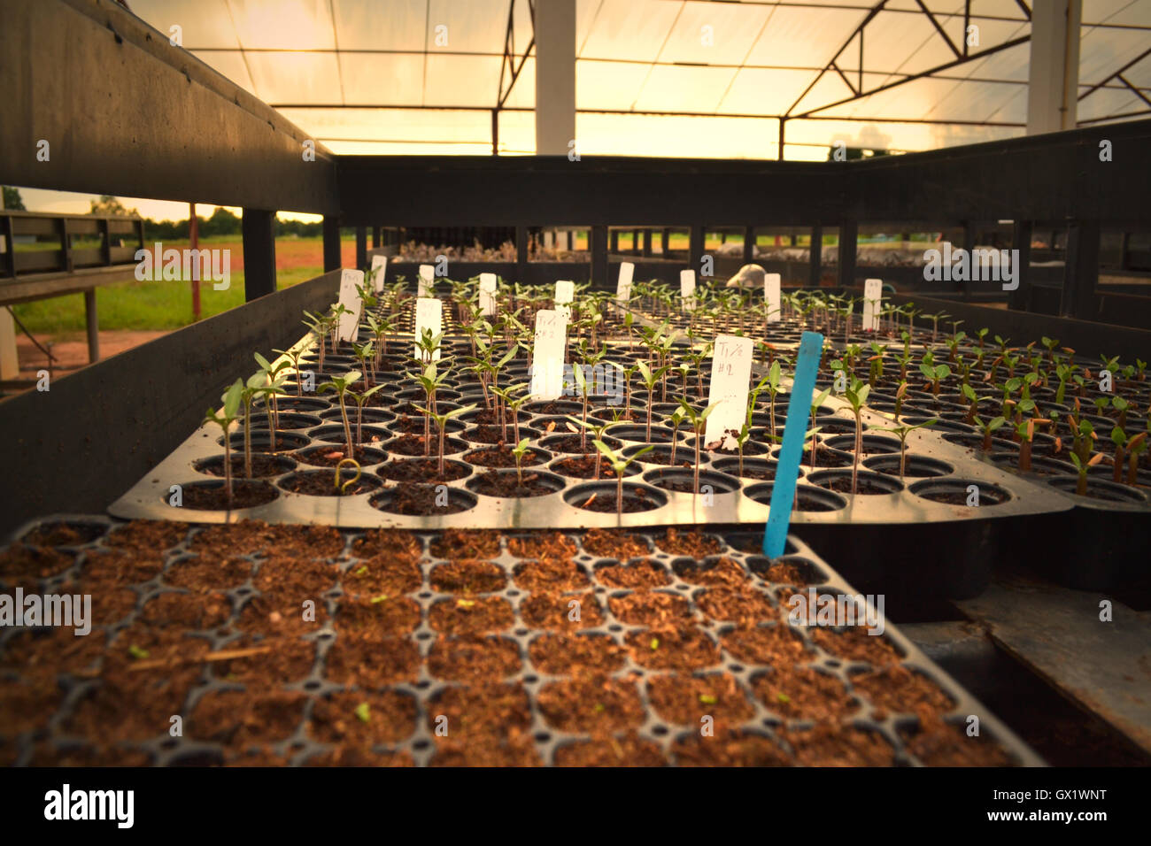 Plant propagation hi-res stock photography and images - Alamy