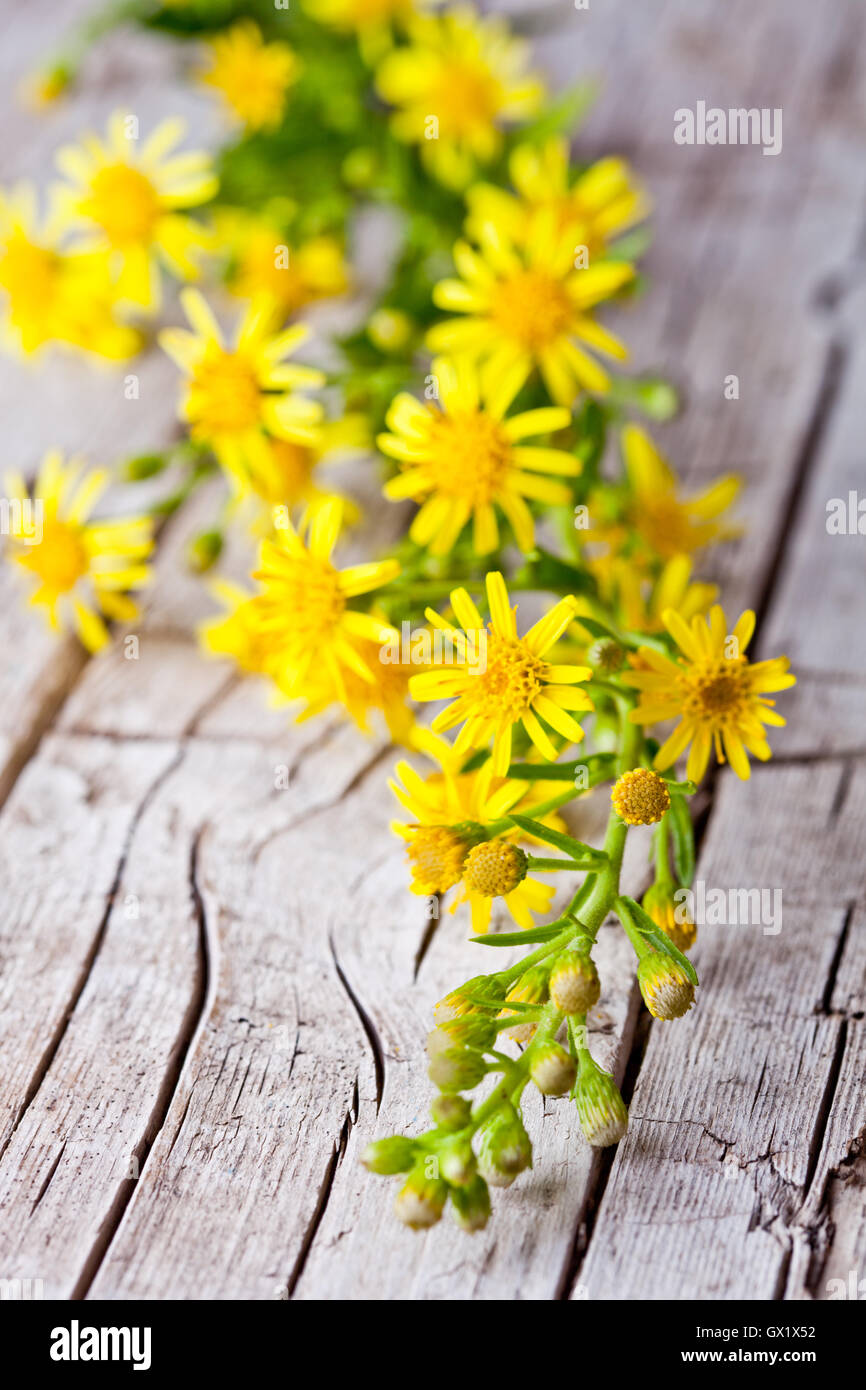 wild yellow flowers Stock Photo - Alamy