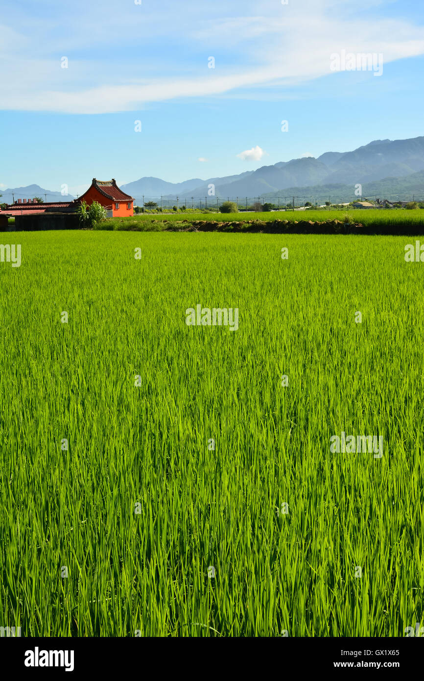 Rice farm in country Stock Photo - Alamy