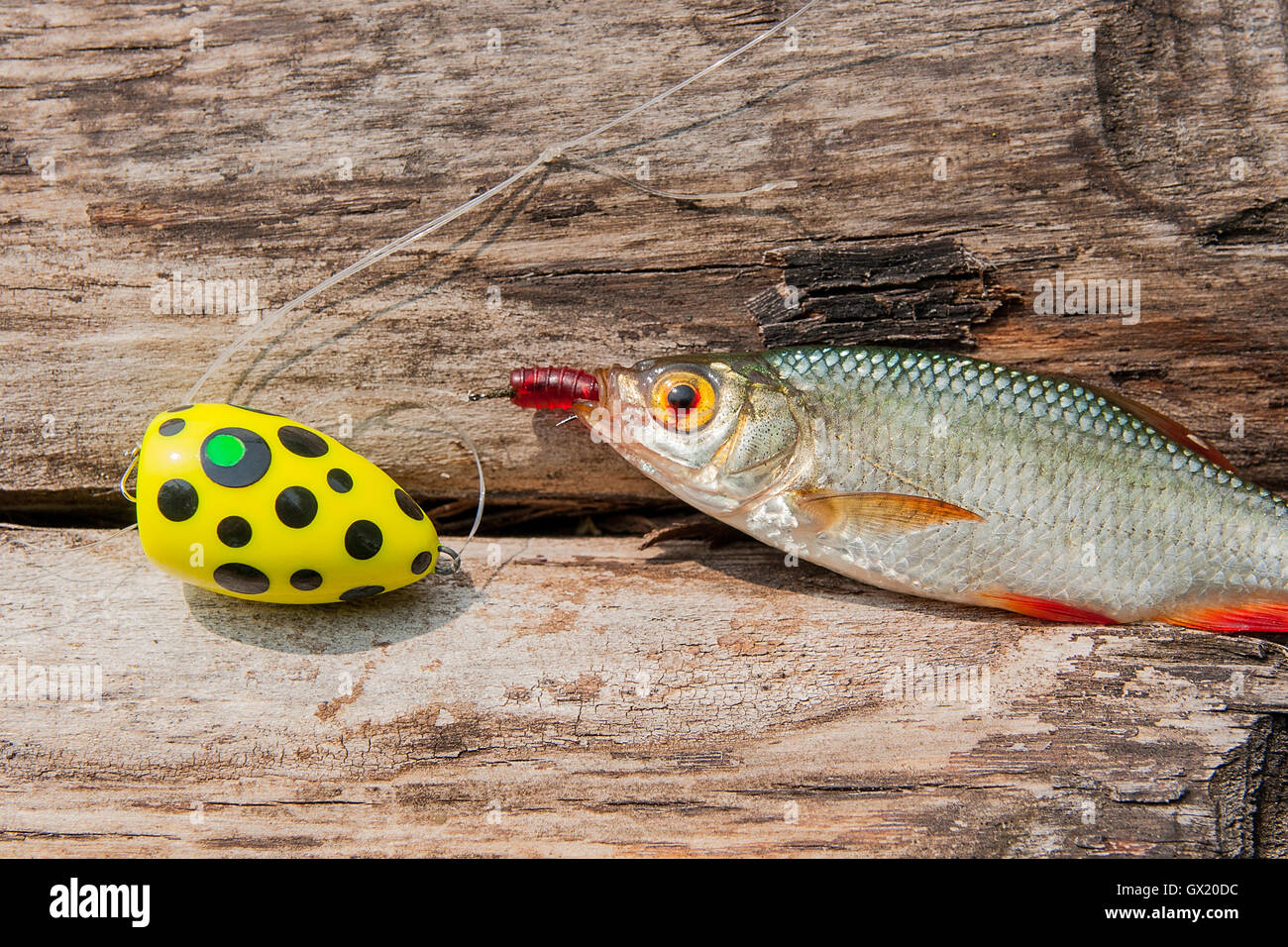 Freshwater fish just taken from the water. Single common rudd fish on ...