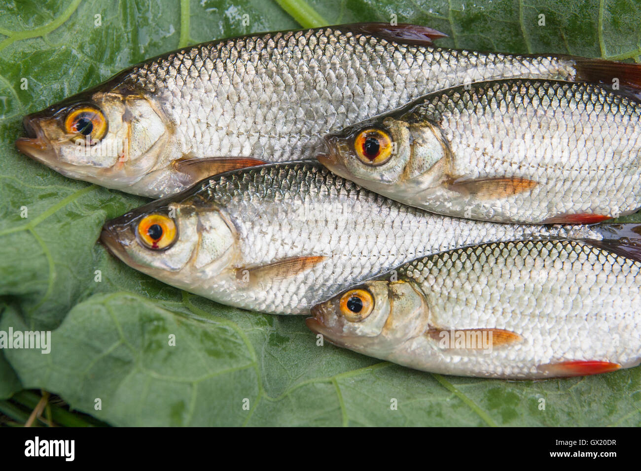 Freshwater fish just taken from the water. Several common rudd fish on ...