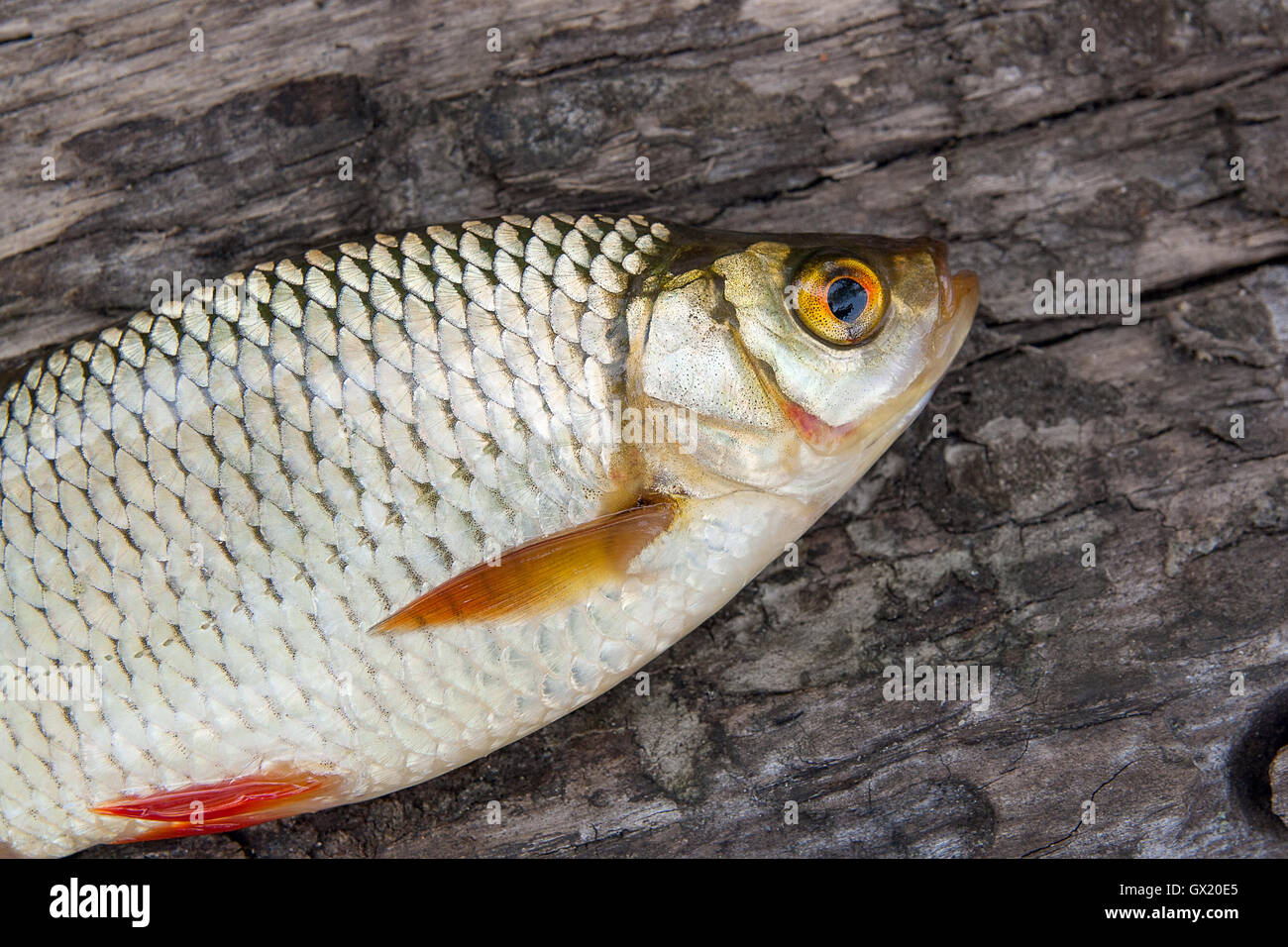 Freshwater fish just taken from the water. Single common rudd fish on ...