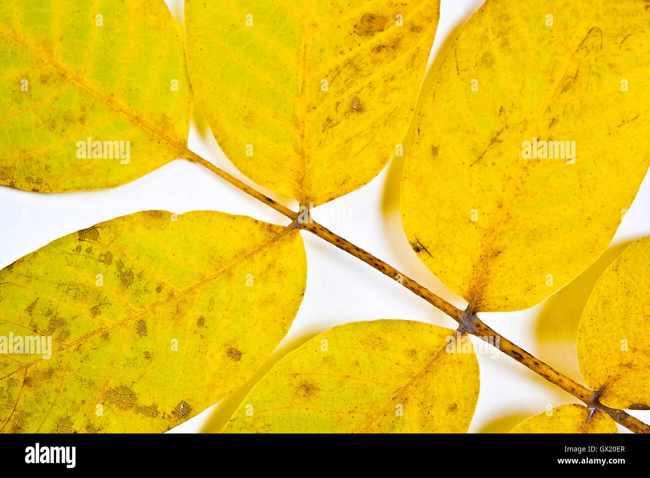 Close up view of autumn walnut tree leaf on white. Autumn walnut tree ...