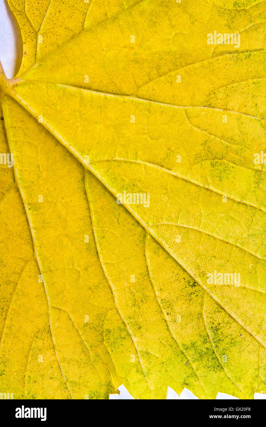 Close up view of autumn grapes leaf as background. Autumn grapes leaf ...