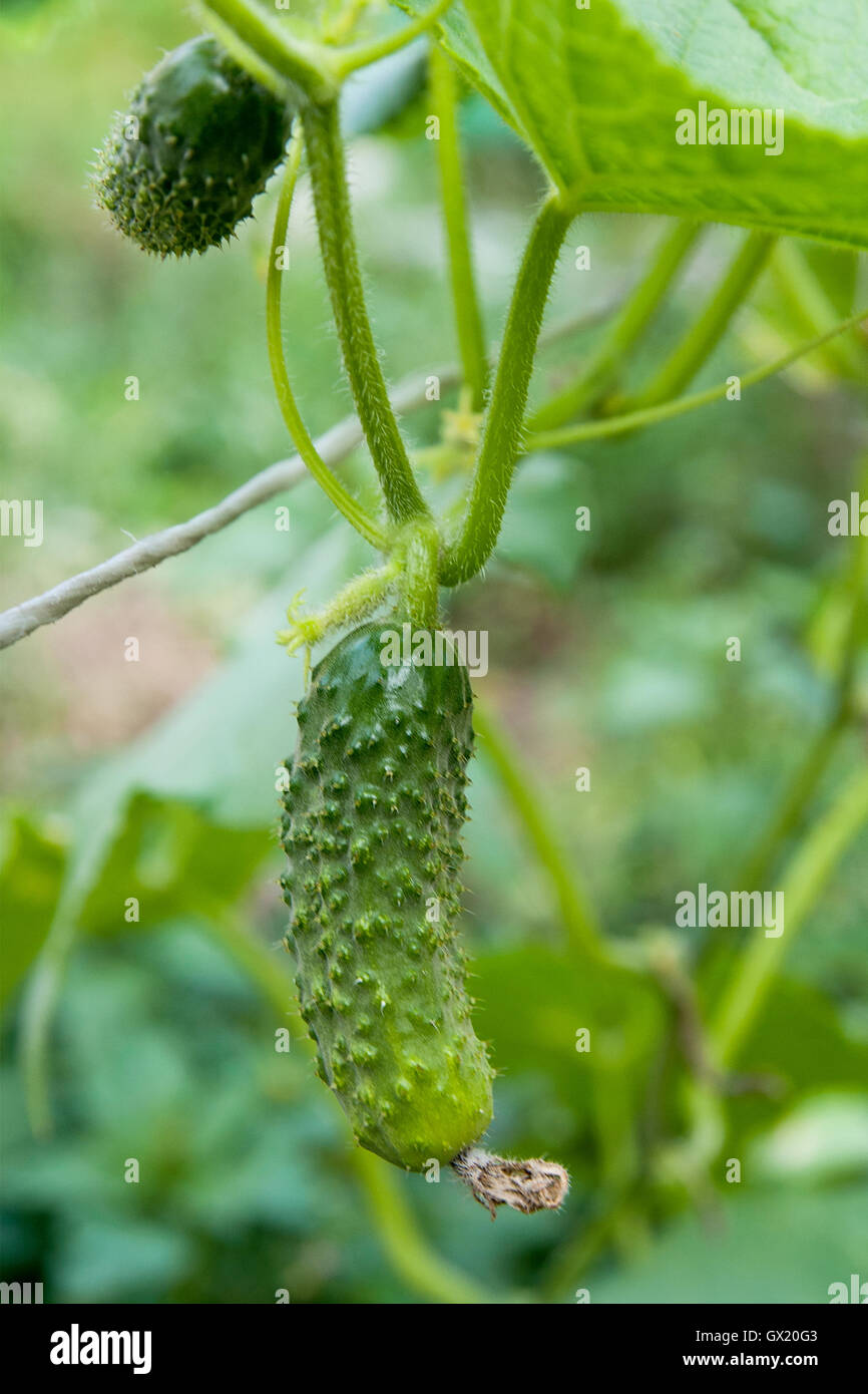 A cucumber in a bush outdoors. How to grow a cucumber plant in a garden ...