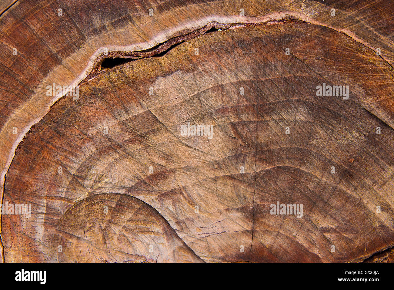 Close up view of cross section of tree trunk showing growth rings ...