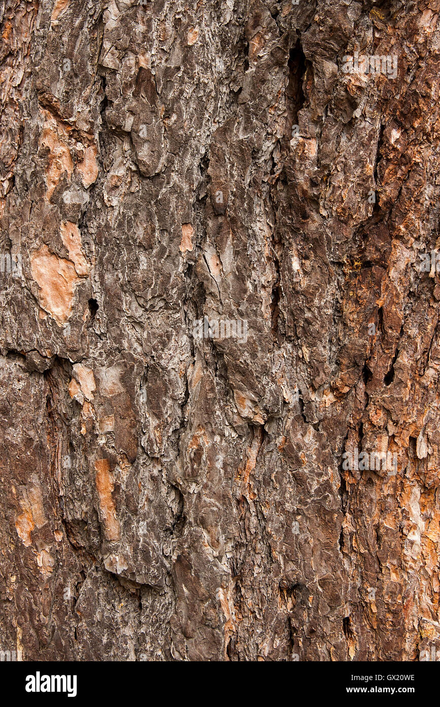 Close up view of brown tree bark for background texture. The surface of ...