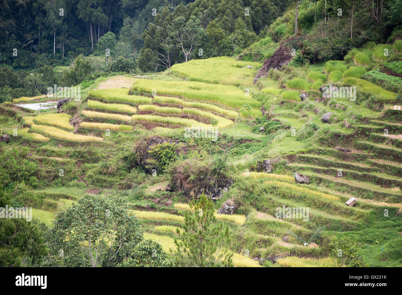 The beautiful green rice field terraces in Batan Pangala, North Toraja ...