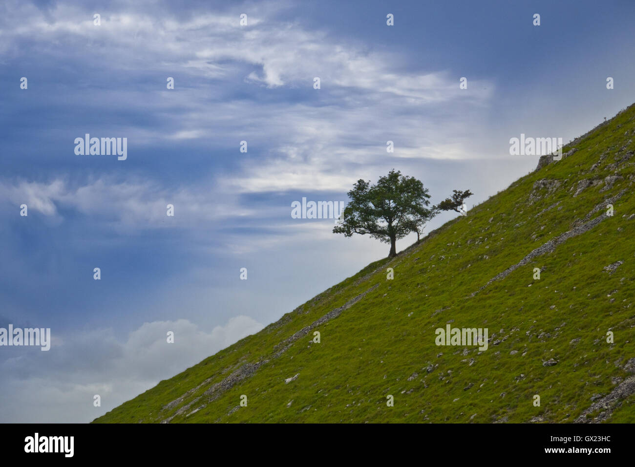 bush on hillside Stock Photo - Alamy