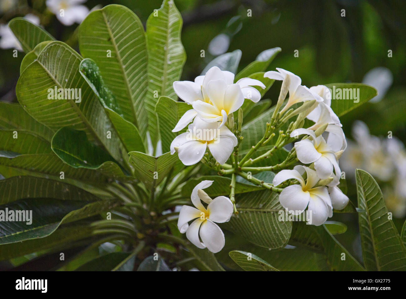 Kalatsutsi High Resolution Stock Photography and Images - Alamy