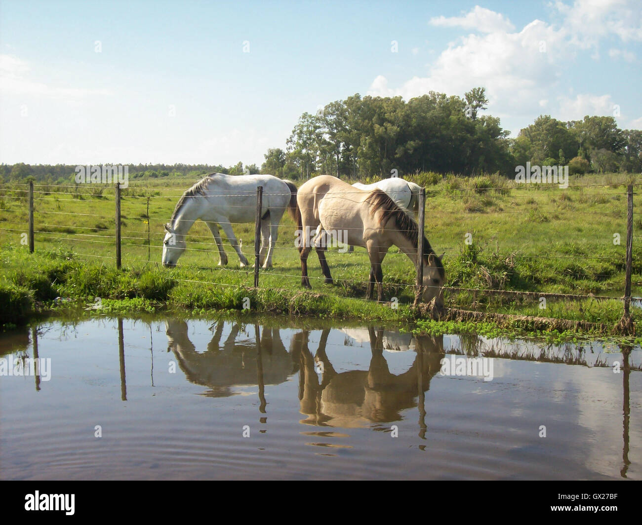 Horses water hi-res stock photography and images - Alamy