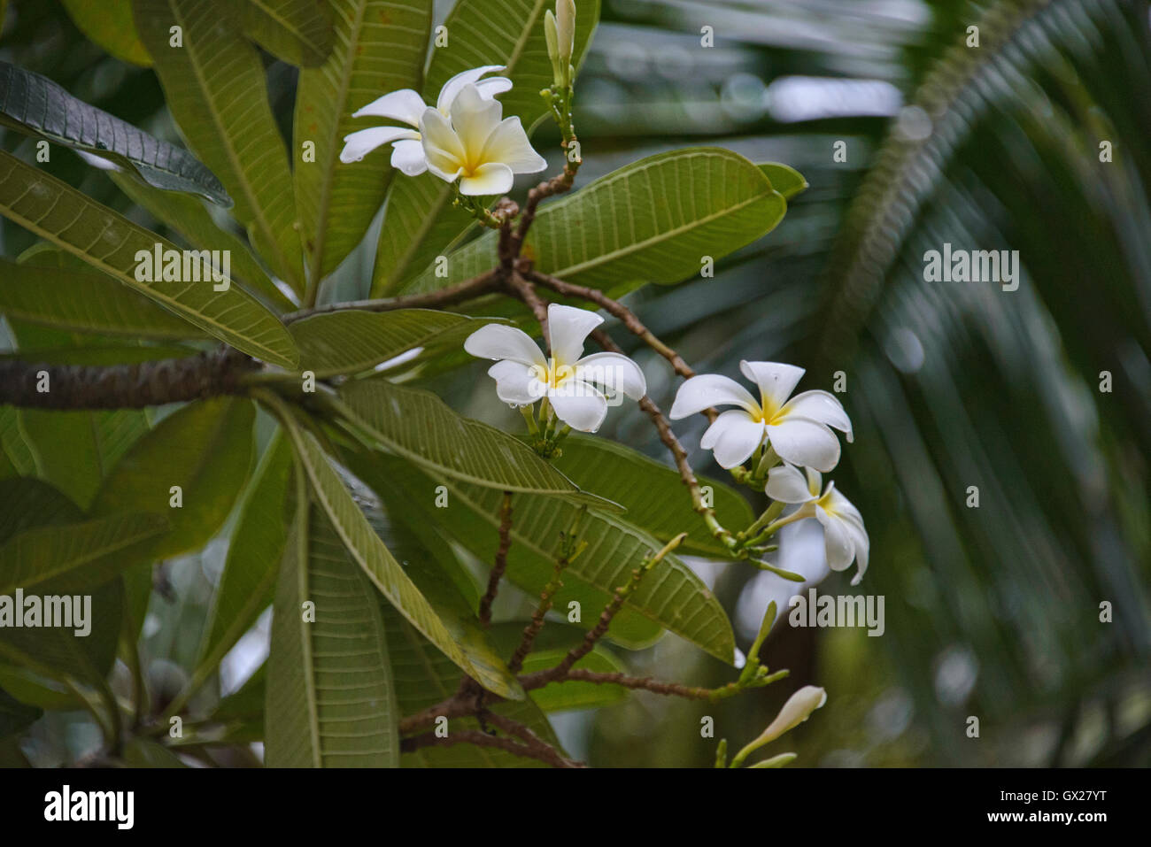 Kalatsutsi High Resolution Stock Photography and Images - Alamy