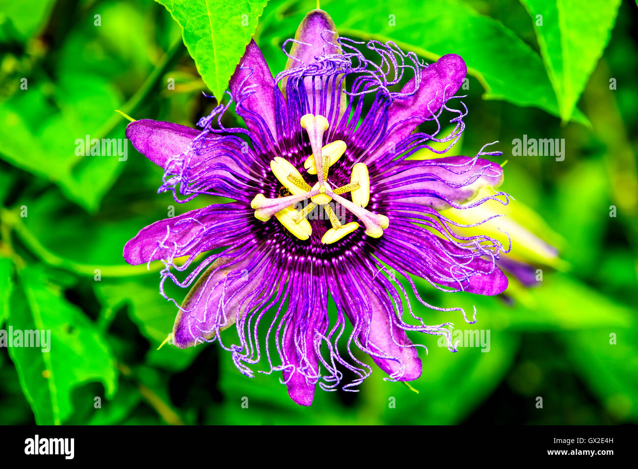 Purple passion flower, Northwest Florida, USA Stock Photo - Alamy