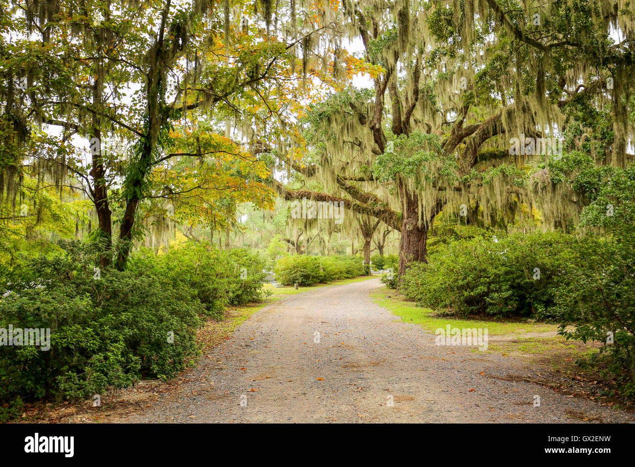 Road with trees overhanging with spanish moss in Southern USA Stock ...