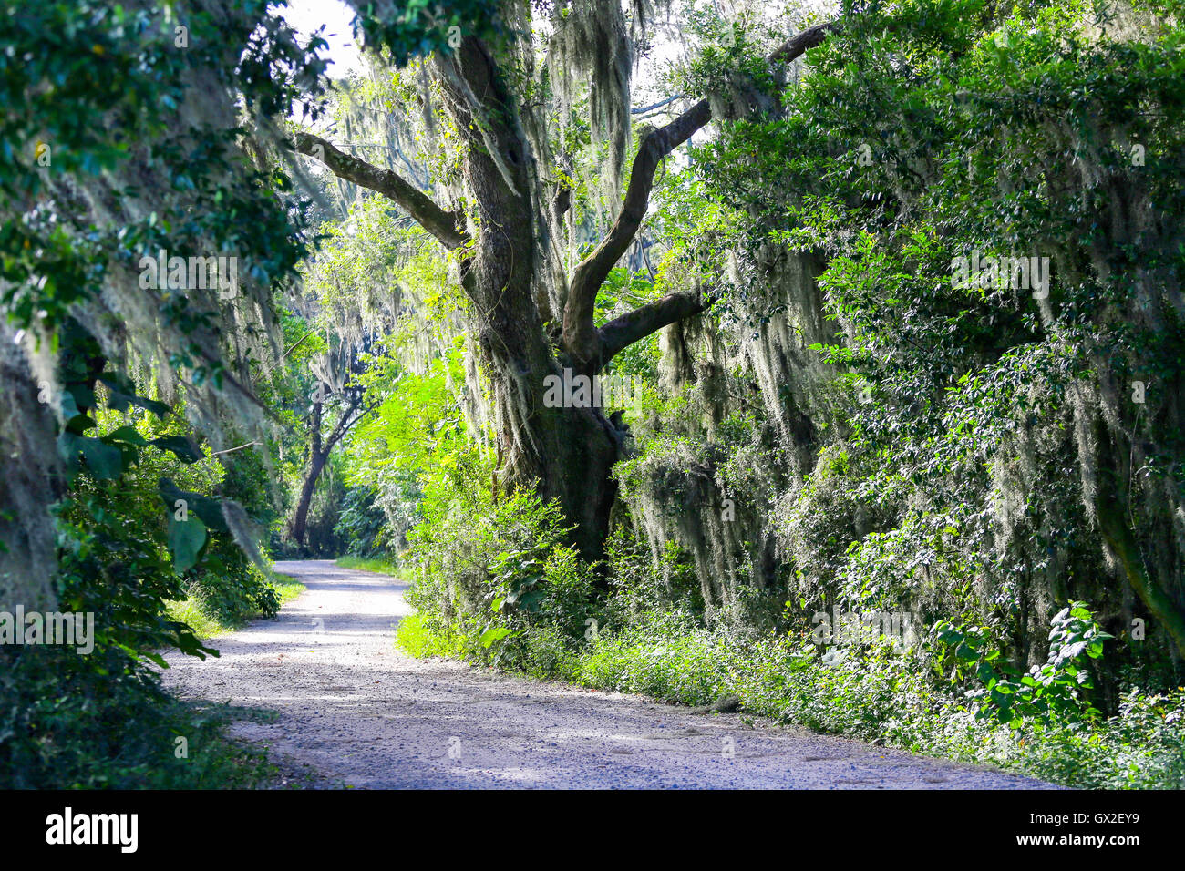 Road with trees overhanging with spanish moss in Southern USA Stock ...